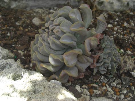 Crassula Susannae
