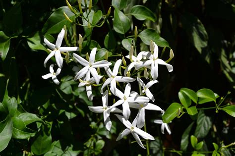 400 000 Free Jasmine Flowers And Jasmine Photos Pixabay