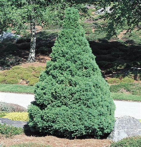 Dwarf Alberta Spruce Trees