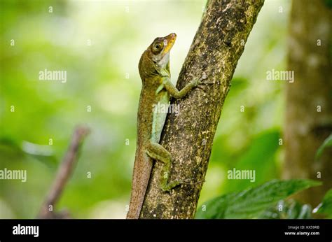 A Large Anolis Lizard Climbing Up A Tree Trunk In The Rainforest Of