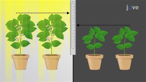 Video Data Collection By Experiments