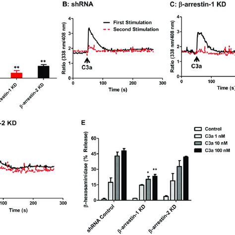 Knockdown Of B Arrestin 1 But Not B Arrestin 2 Inhibits C3a Induced Download Scientific