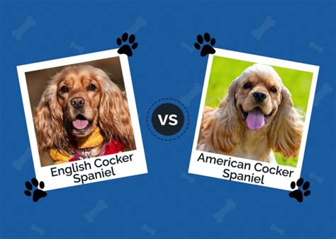 English Vs American Cocker Spaniel The Key Differences With Pictures