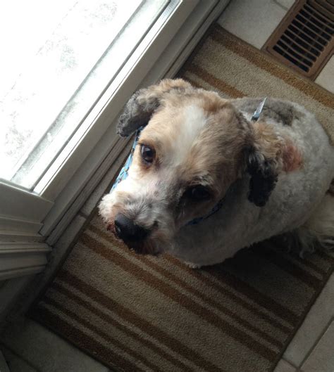 Its Buster The Eeyore Dog By Animalover4six On Deviantart