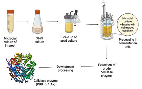 Microbial Cellulase Production Current Technologies And Future