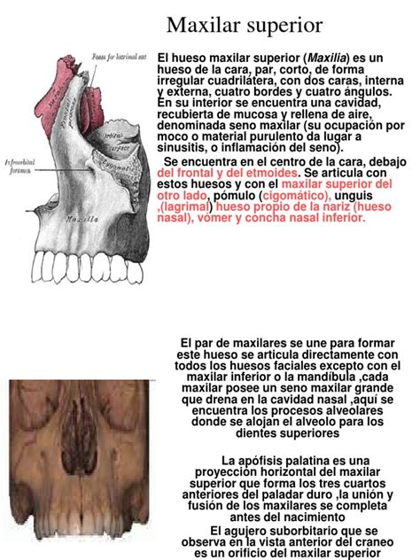 Maxilar Y Mandibula 2010 Pdf Fisonomía Cara