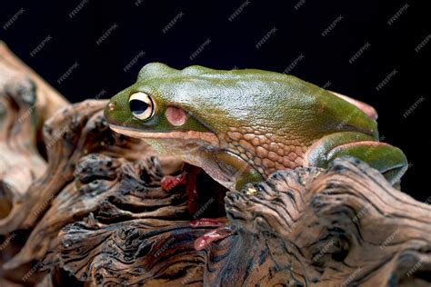 Premium Photo The Australian Green Tree Frog Ranoidea Caerulea On The Tree Bark