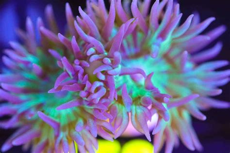 Duncan Coral Frag [video Inside] Frag Box Corals