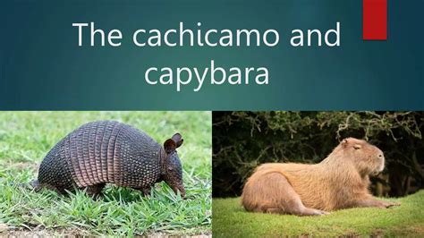 The Cachicamo And Capybara Pptx
