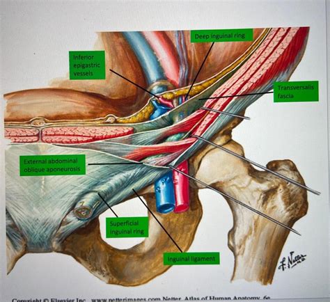Superficial Inguinal Ring