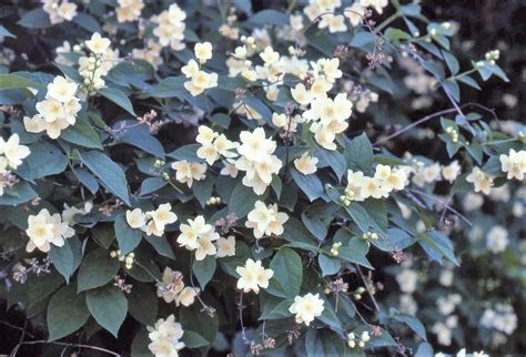 Mock Oranges Plant Care And Collection Of Varieties