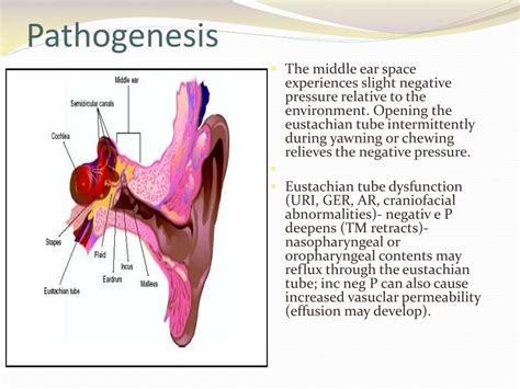 Ppt Otitis Media Powerpoint Presentation Free Download Id 5669922