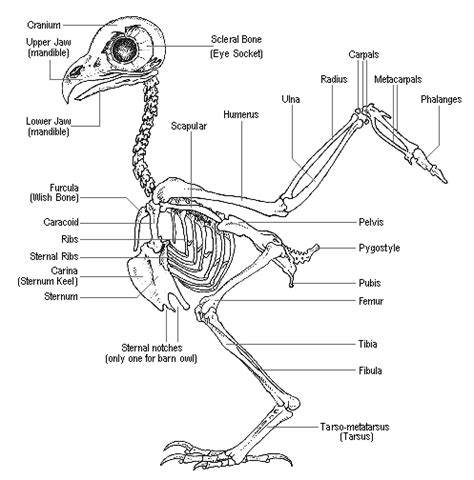 Owl Skeletal System The Owl Pages Owl Skeleton Anatomy Reference Owl