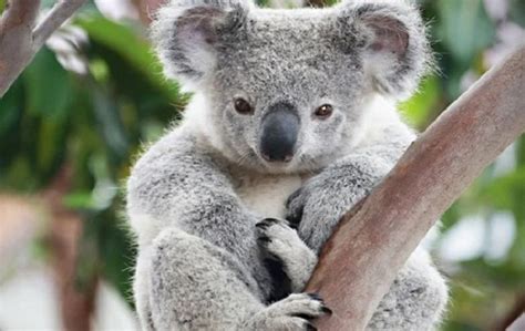 همه چیز درباره حیوان کوالا