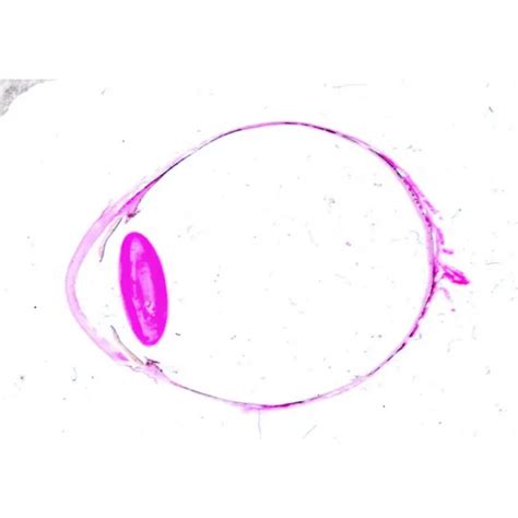 Basic Human Body Slide Set Eduspace Supplies