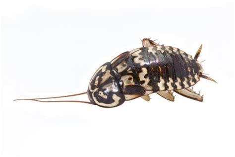 What Do Cockroach Stains Look Like