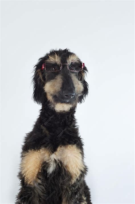 Premium Photo Young Purebred Afghan Hound Black Color And Brown With