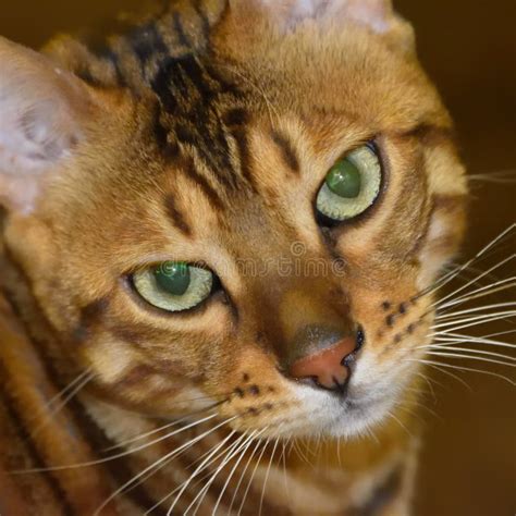 Beautiful Leopard Cat Stock Image Image Of Kitty Hair 78246913