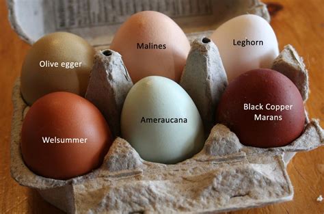 Rhode Island Red Chicken Hatching Eggs At Kayla Clubbe Blog