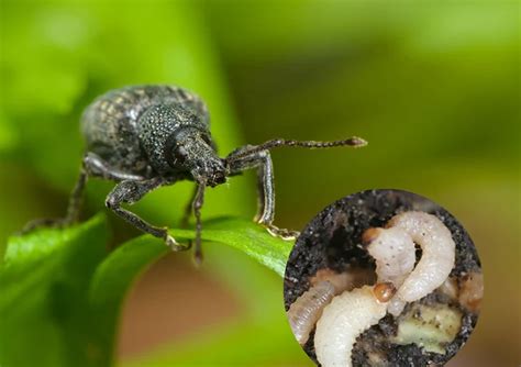 Black Vine Weevil Identification Prevention And Control Garden Junkie