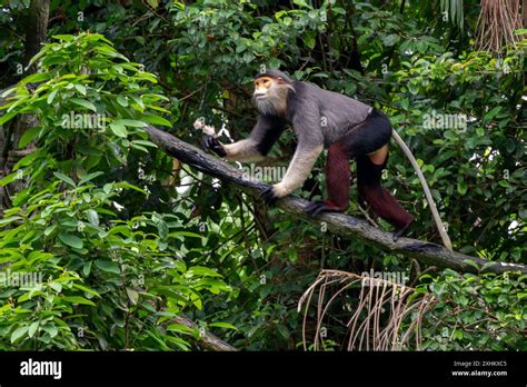 Oak Hawk Moth Marumba Quercus Beautiful Large Moth From Woodlands