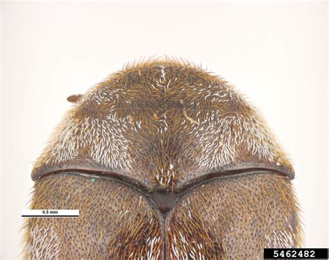 Dermestid Beetle Trogoderma Megatomoides