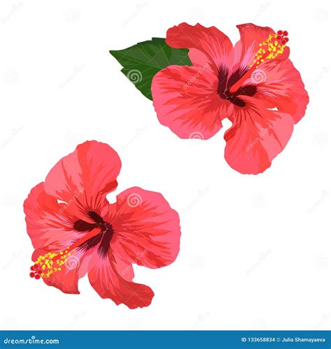 Hibiscus Leaf Vector