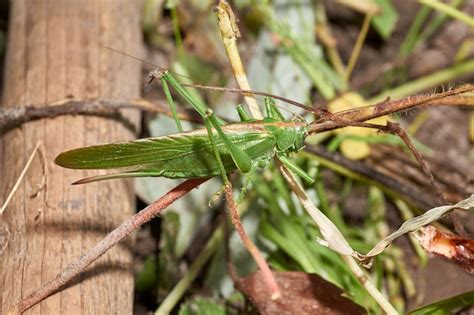 Premium Photo The Green Grasshopper A Species Of Insects From The