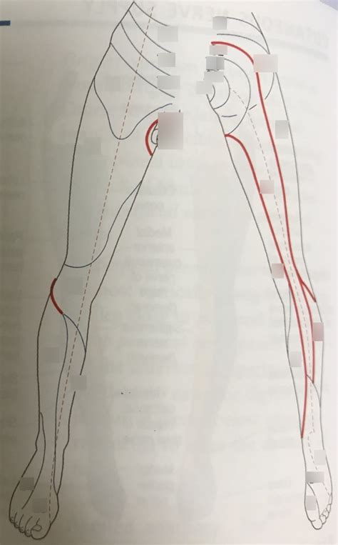 Lower Limb Dermatomes Diagram Quizlet