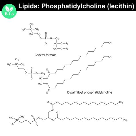 Lecithin Chemical Structure Stock Vector Image By ©logos2012 90816688