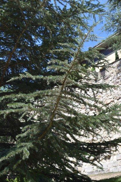 Premium Photo Detail Of Conifer Tree Leaf In Nature Background