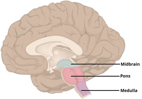 Snapshot What Is The Medulla Oblongata National Ataxia Foundation