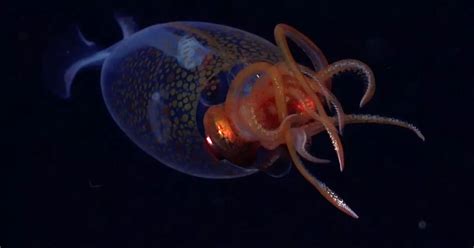 Terrifying Deep Sea Monster Finally Caught On Camera As Colossal Squid Emerges From The Dark