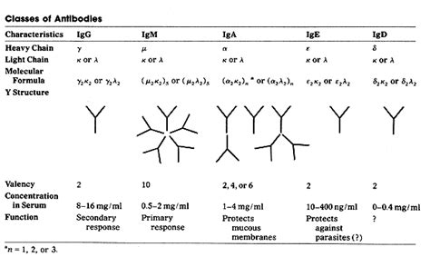 Biodesign Classes Of Antibodies
