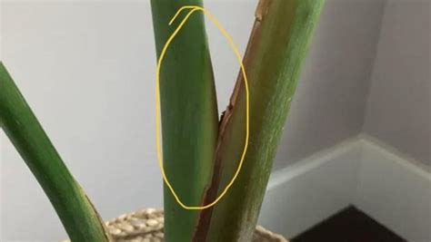 How To Propagate Bird Of Paradise A Step By Step Guide Planterhoma