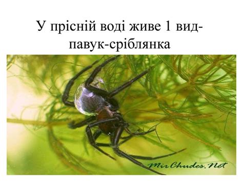 ПрезентаціяПавукоподібні