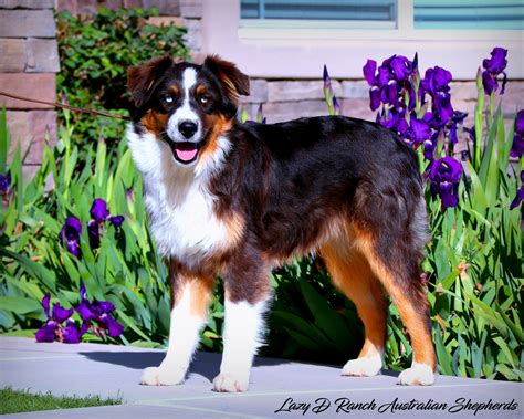 Lazy D Ranch Australian Shepherds Updated Photos Of Out Silver Male