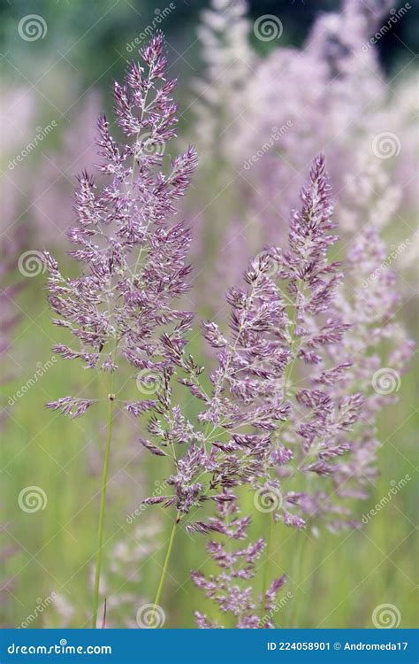 Bent Grass Also Known As Bentgrass Or Colonial Bent Or Agrostis