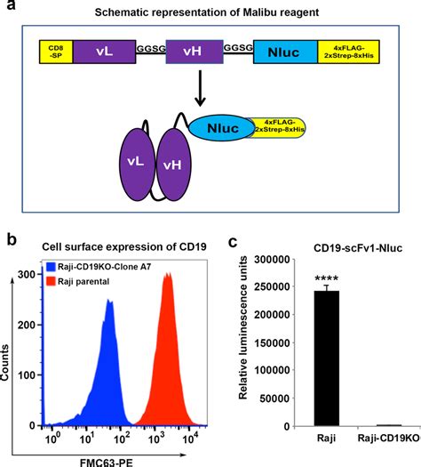 Generation And Characterization Of Raji Cell Clones Lacking Cd19 A