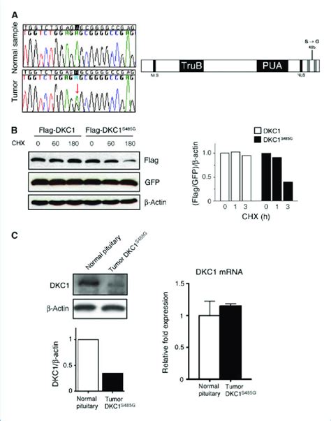 Identification Of A Novel Dkc1 Mutation In A Human Pituitary Adenoma