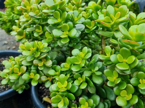 Crassula Ovata Minima Craovamin Dwarf Jade Plant Dwarf Jade Tree Min Awesomeplants