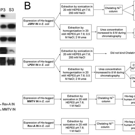 In Expression Extraction And Purification A Fractions Of