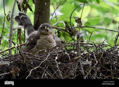 Sparrowhawk Sperber Accipiter Nisus Adult Female On Nest
