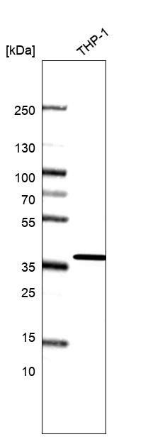 Anti Vsig4 Human Protein Atlas Antibody