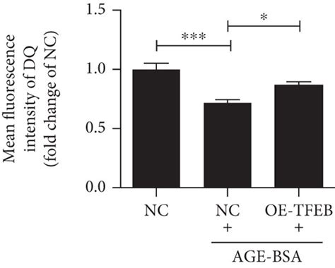 Effect Of Tfeb Overexpression On Lysosomal Clearance Lysosomal