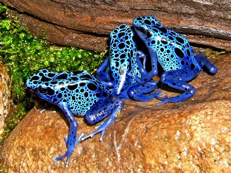 Dendrobates Azureus Amphibians World