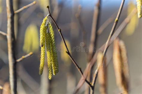 First Signs Of Spring Hazel European Filbert Corylus Avellana Opened