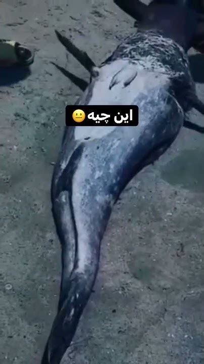 پری دریایی توی دریا های ایران یافته شده 😱😰چقدر زشته Youtube