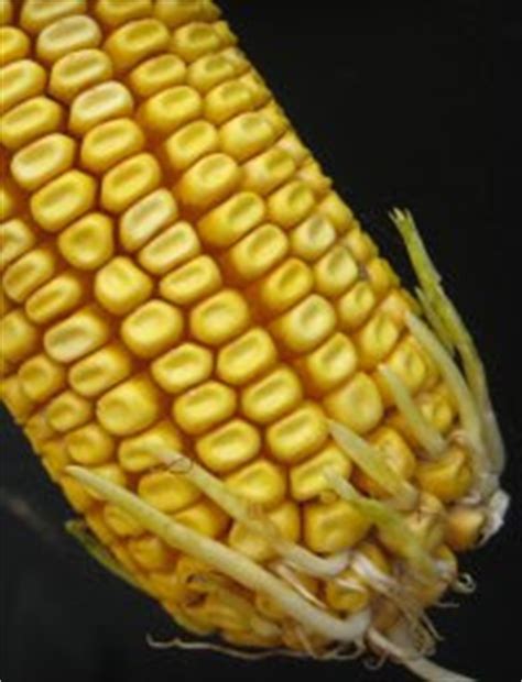 Grain Crops Update Corn Kernels Sprouting On The Ear