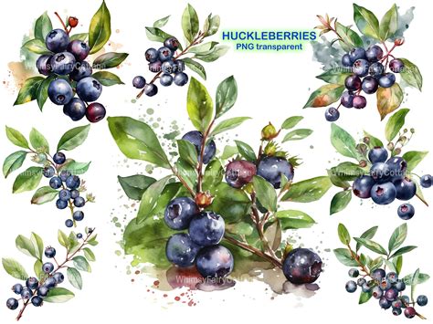 Huckleberries Png Clipart Berries With A Branch Digital Clip Art
